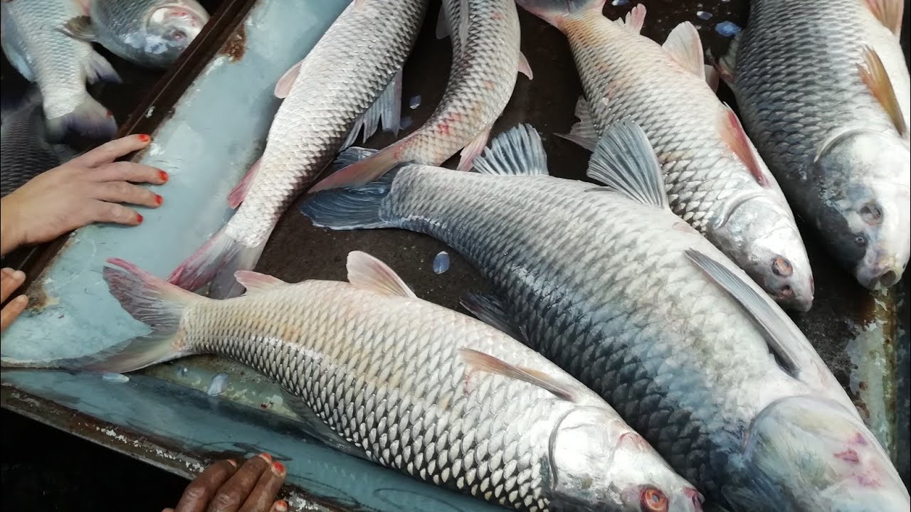 How to Capture Beautiful Fish Video | fish catching | fish market ...