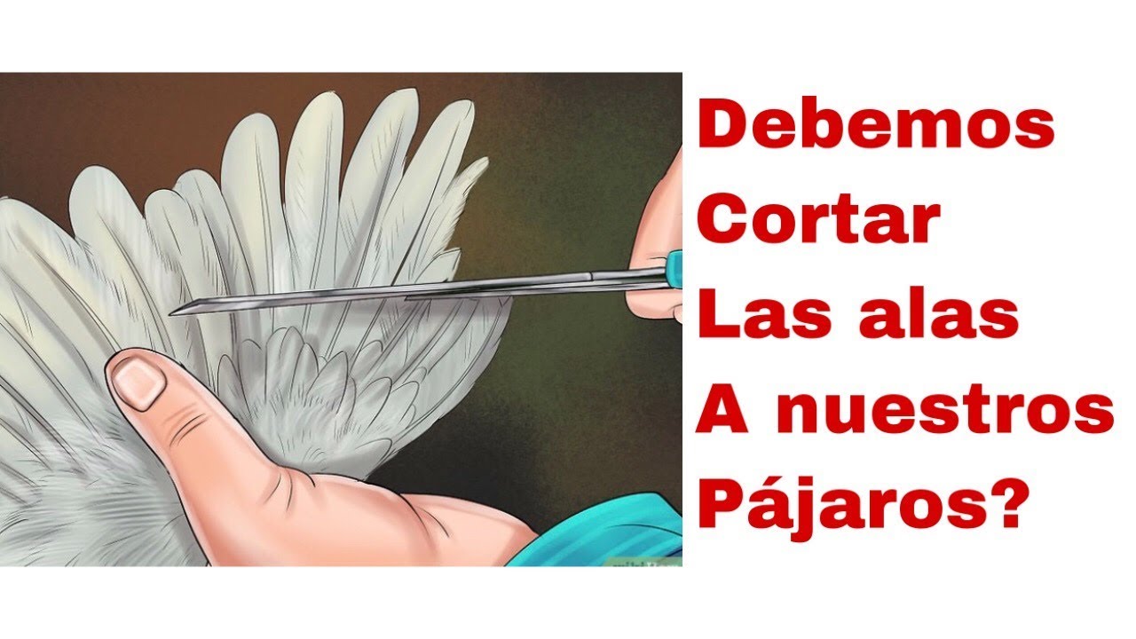 ¿DEBEMOS RECORTAR LAS ALAS DE NUESTROS PAJAROS? - YouTube