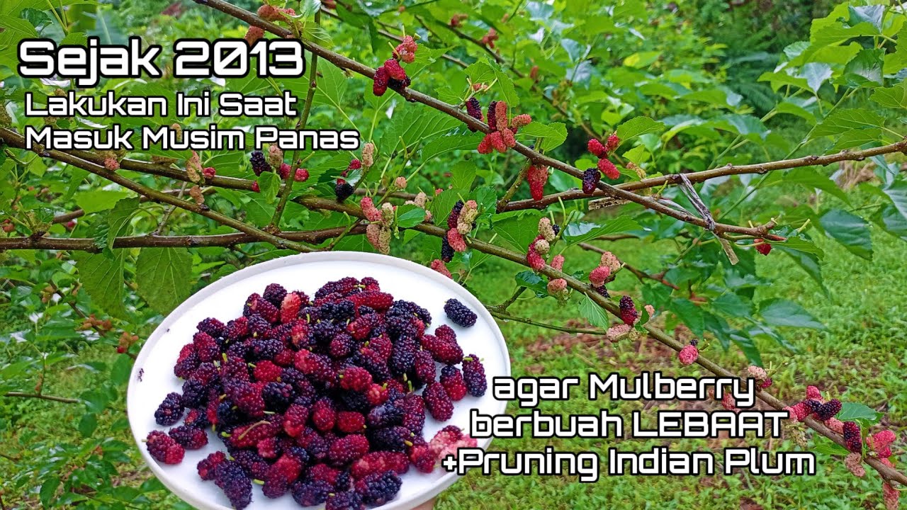 MaasyaAllah Ditanam Sejak 2013 😍 #murbei #mulberry #fruit #enjoy # ...