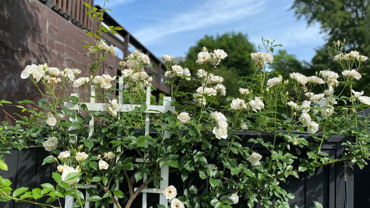 Iceberg Climbing Rose