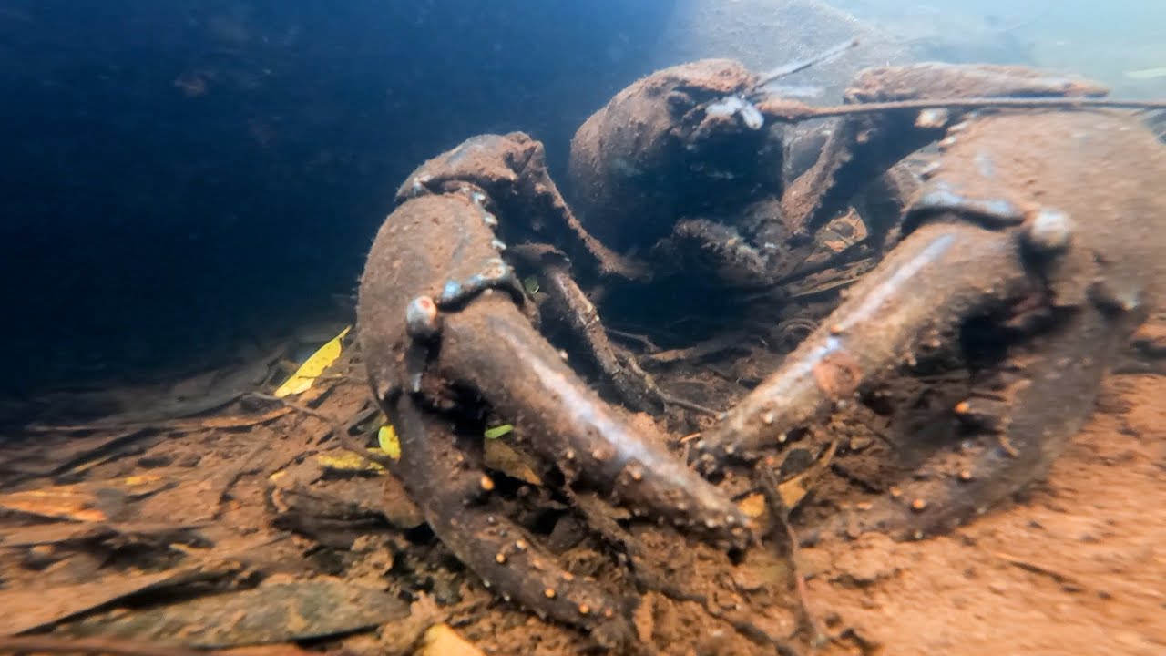 Giant Freshwater Crayfish - YouTube