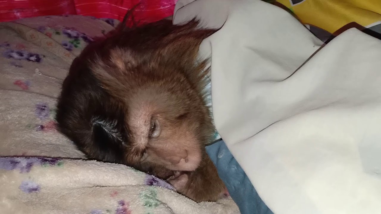 Monkey Jk Shaki Not So Easy to Wakeup Jk Shaki - YouTube