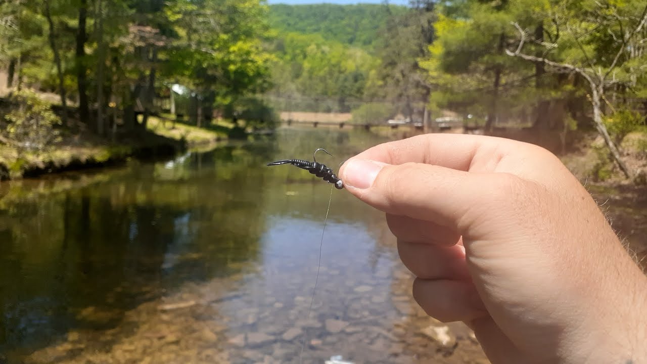TROUT FISHING DURING A RARE SPAWNING MIGRATION || So Many Fish in One ...
