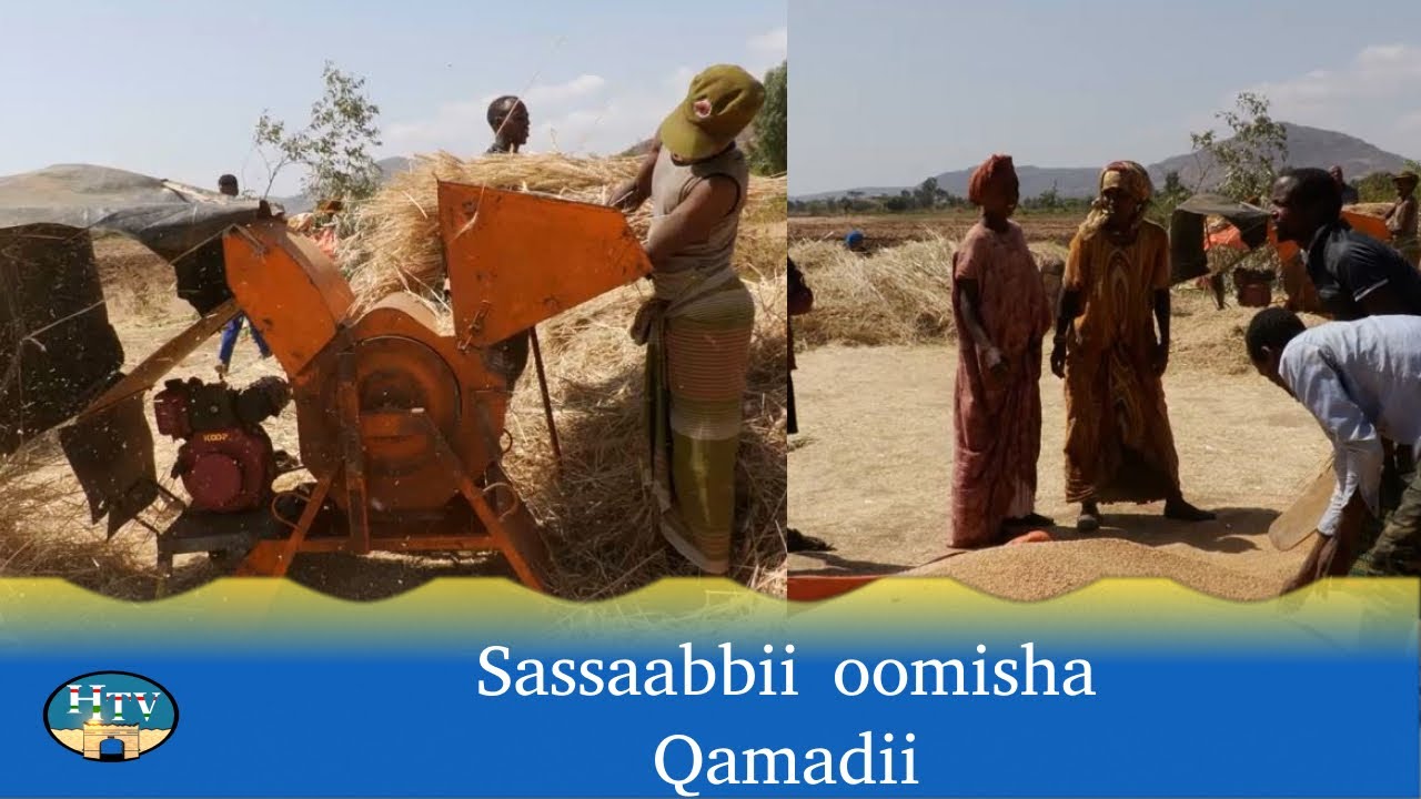Sassaabbii oomisha Qamadii - YouTube