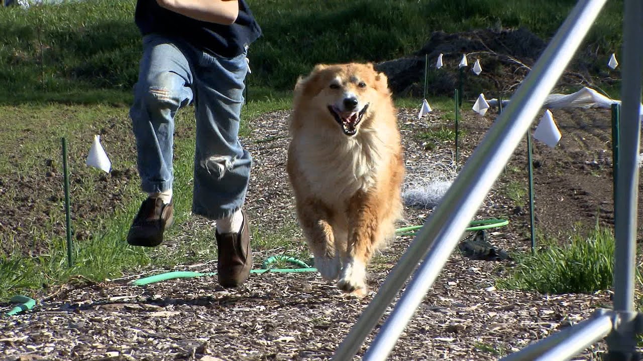 Who's That Dog? – CASEY - YouTube