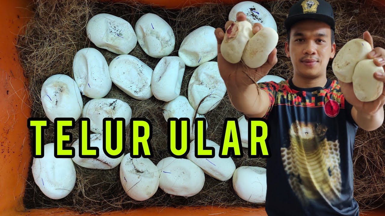 Penetasan Telur Ular Berjaya | Dah Boleh Tengok Anak Ular - YouTube
