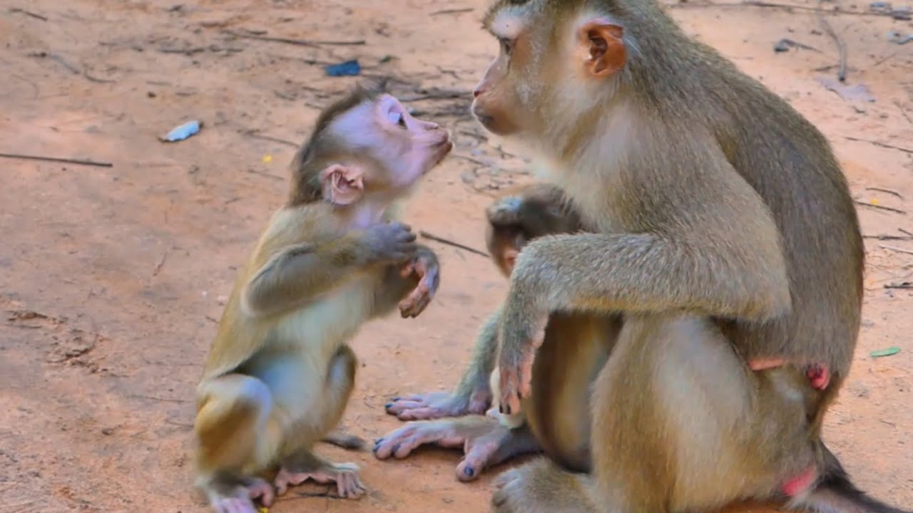 Little monkey tries to speak relationship and lip smack with monkey ...