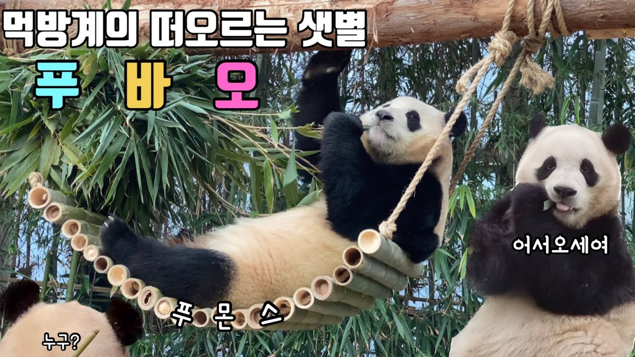 바오패밀리vlog 먹방계의샛별푸바옹 먹방도다같은먹방이아니죠 내가아이바오의딸이다 오늘도귀여움포텐터진푸😍 Youtube