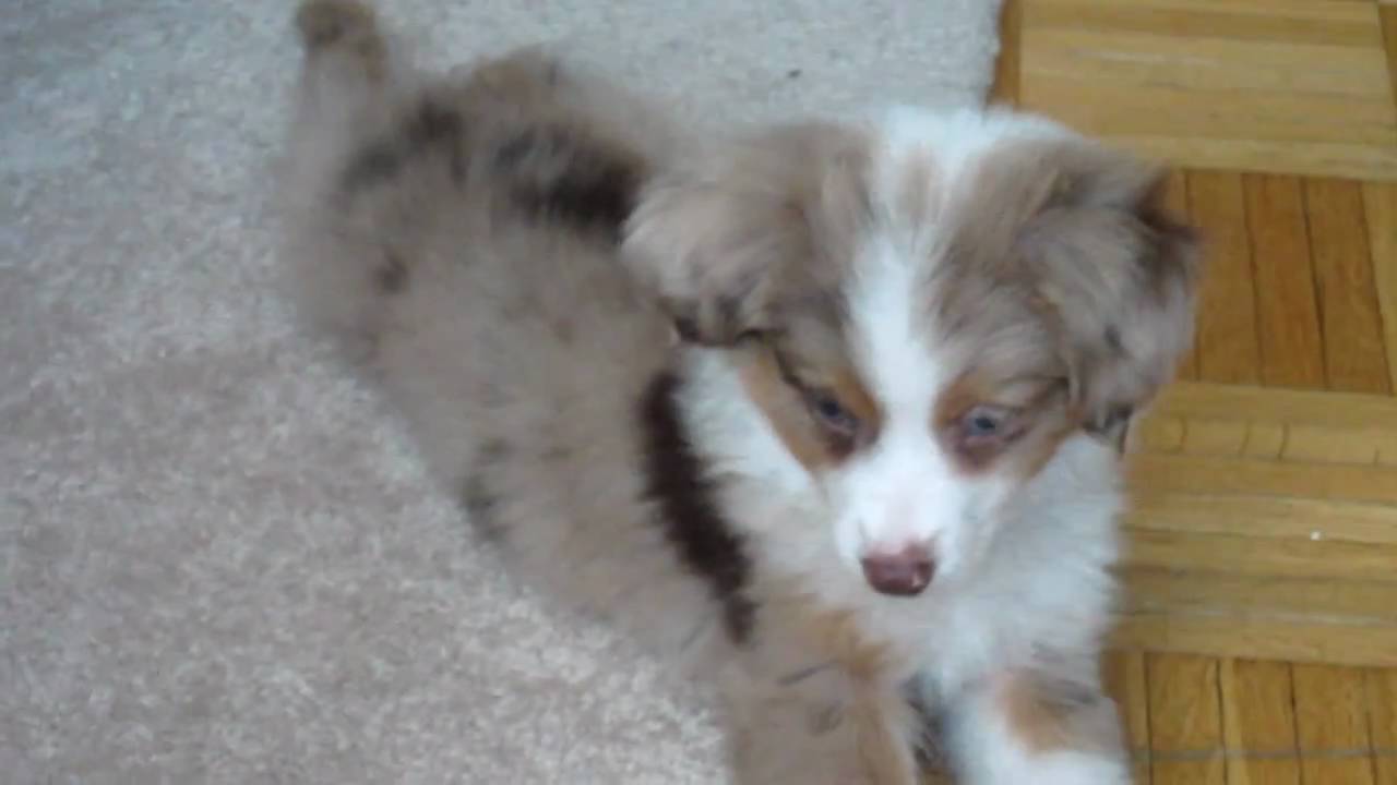 Toy Australian Shepherd puppy (10 weeks) - YouTube