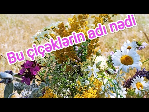 Gül Çiçək sevən xanımlar.Kim bilir bu çiçəklərin adi nədi ? .16 çiçəyin adı. #xizi #kendheyati