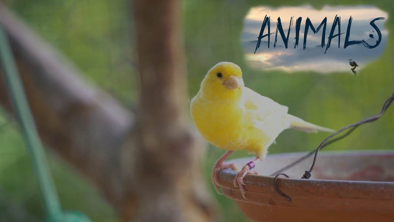 Cute canaries (domestic and wild animals) - YouTube