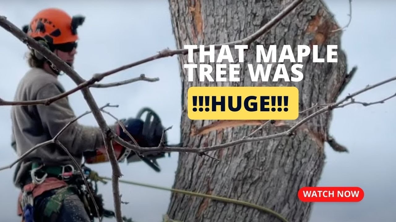 Huge maple finished up by Guilty of Treeson and Game of Trees - YouTube