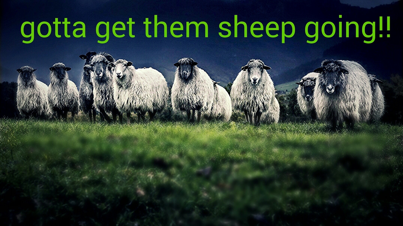 gotta get them sheep going !! - YouTube