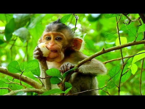 City Lizza Eating fruit Untill Full on tree, Hope Lizza become strong ...