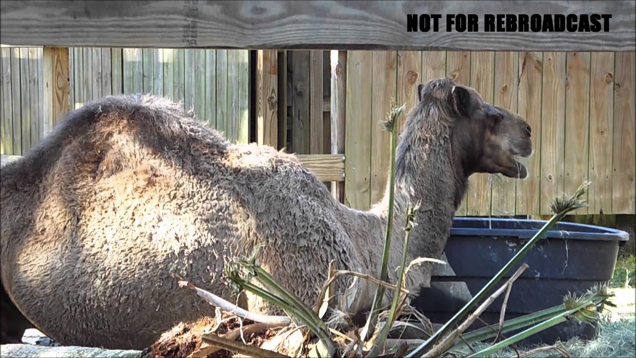 Spoil Camel Living Too Long In Florida - YouTube