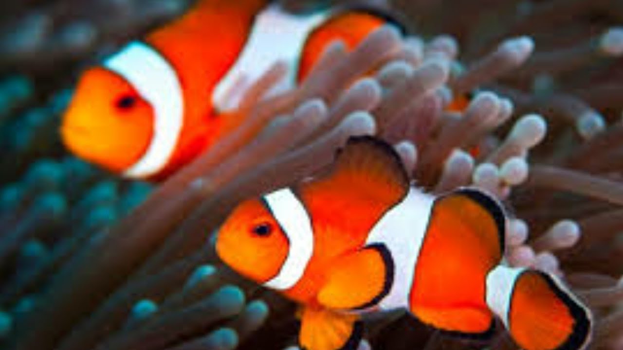 ikan nemo dapat hidup dalam aquarium - beautifull fish - YouTube