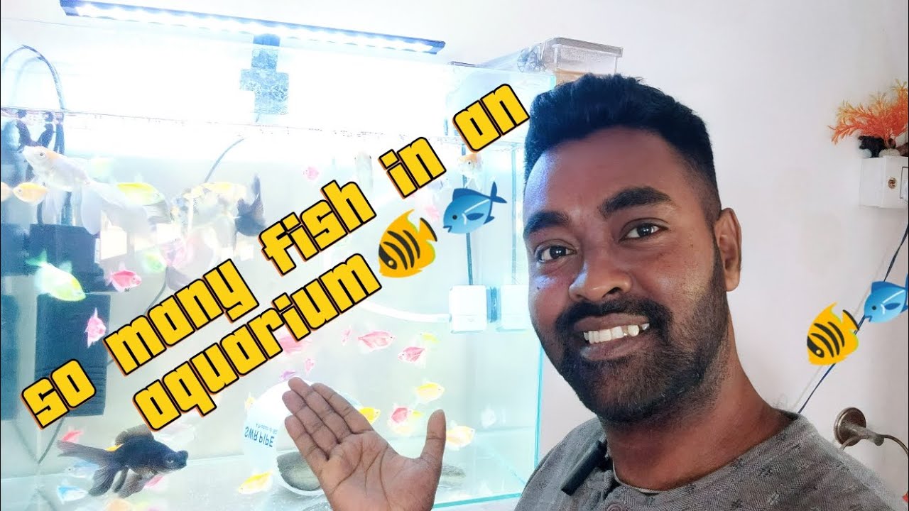 একটা একুরিয়ামে এতগুলো মাছ🐠🤔So many fish in an aquarium🐠🤔#fishaquarium ...