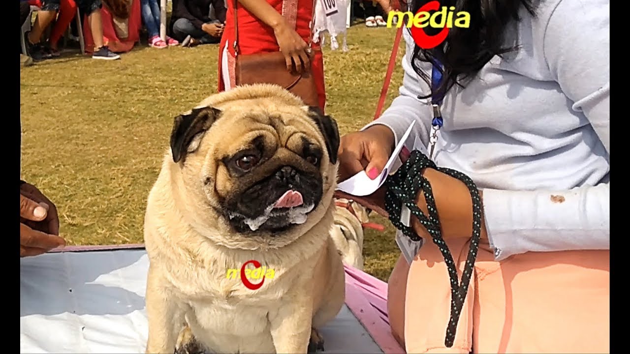 awesome-puppy-dog-show-india-2017-part-1-youtube