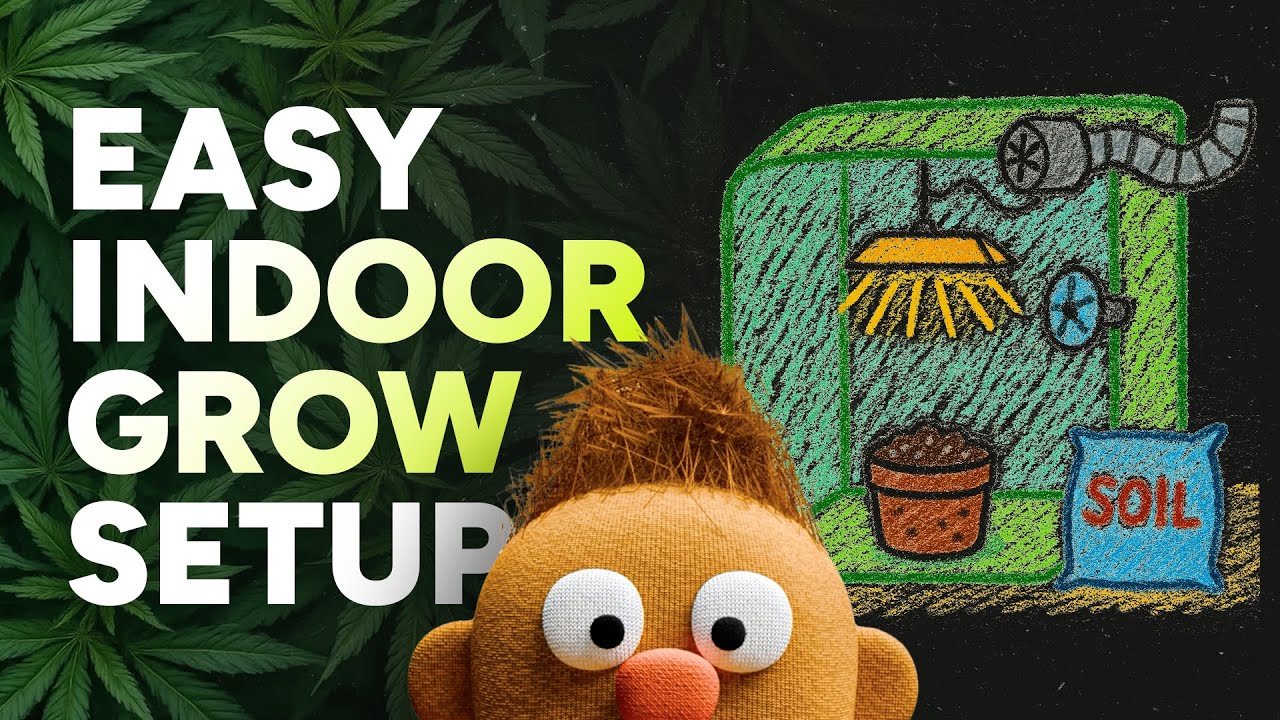 How to Grow Weed Indoors: A Short Beginner’s Guide - YouTube