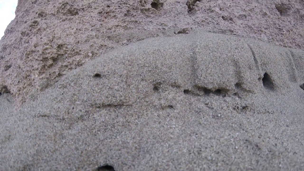 Sand Wasp digging nest GoPro - YouTube