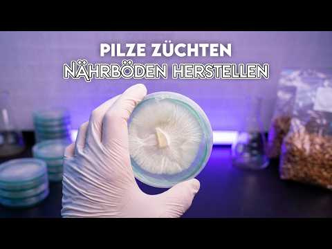 Eigene Agarplatten gießen – so einfach & für ein paar Cent | Pilzlabor