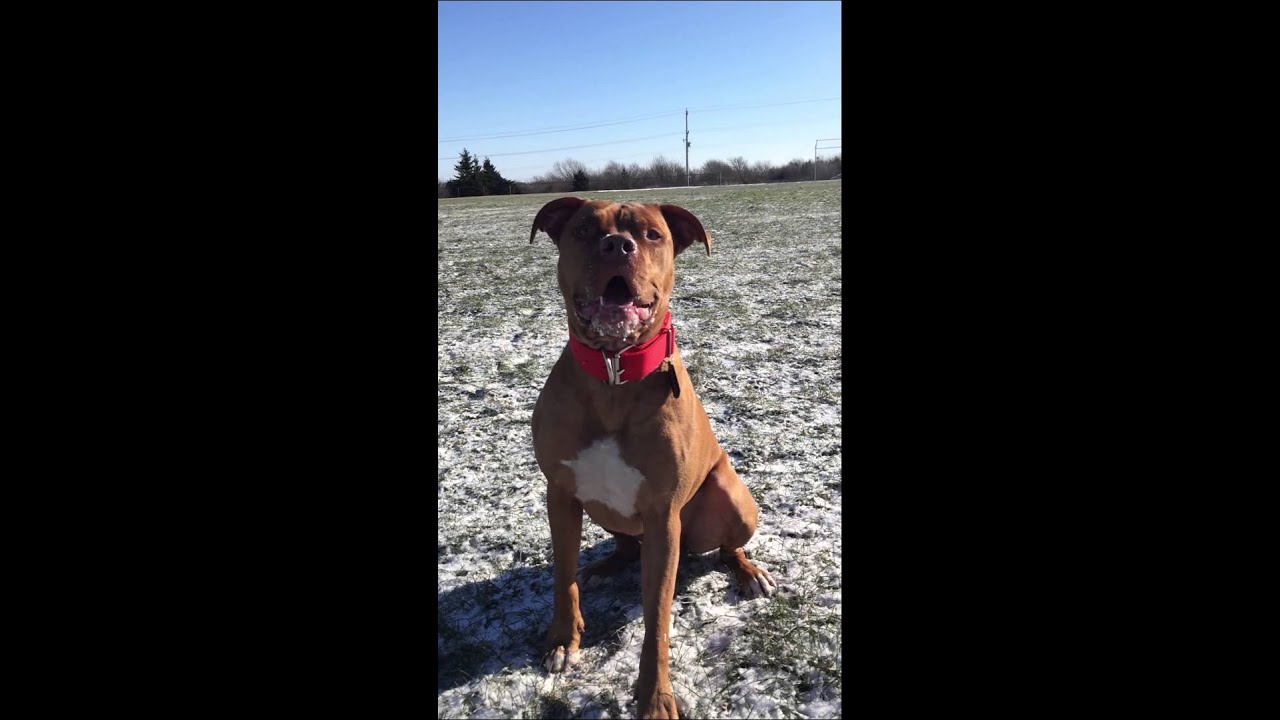 Smart Pitbull barks on command - YouTube