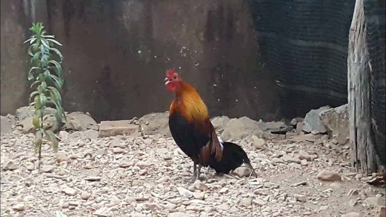 saib qaib qus 100% +2023 - YouTube