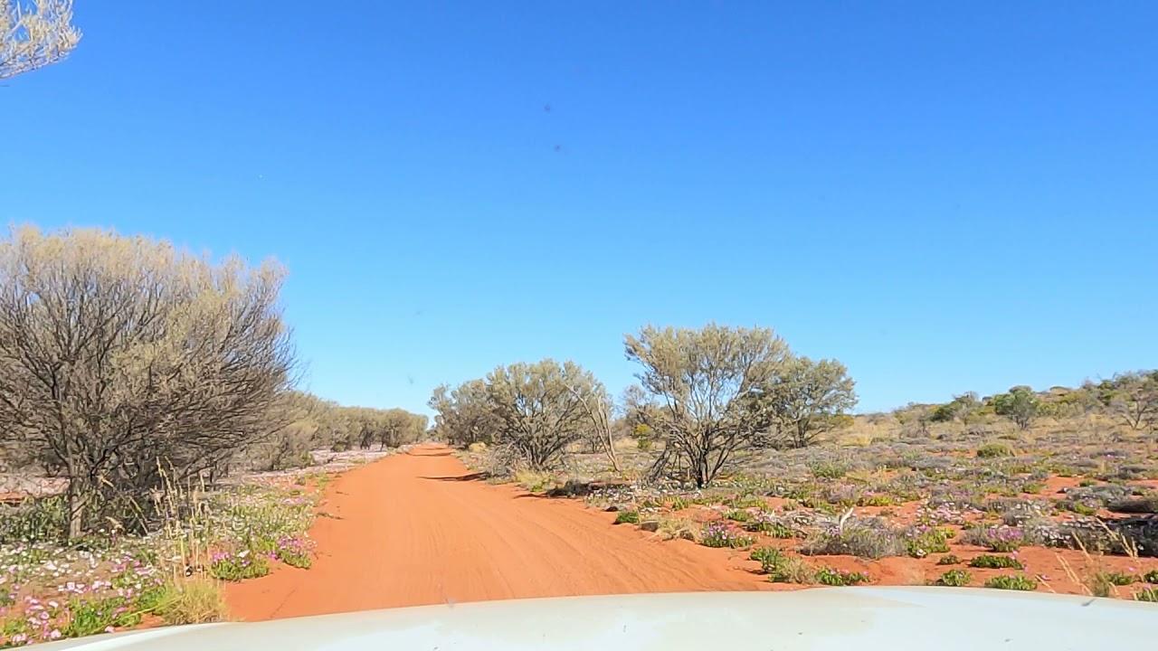 Lambert Centre of Australia Wildflowers - YouTube