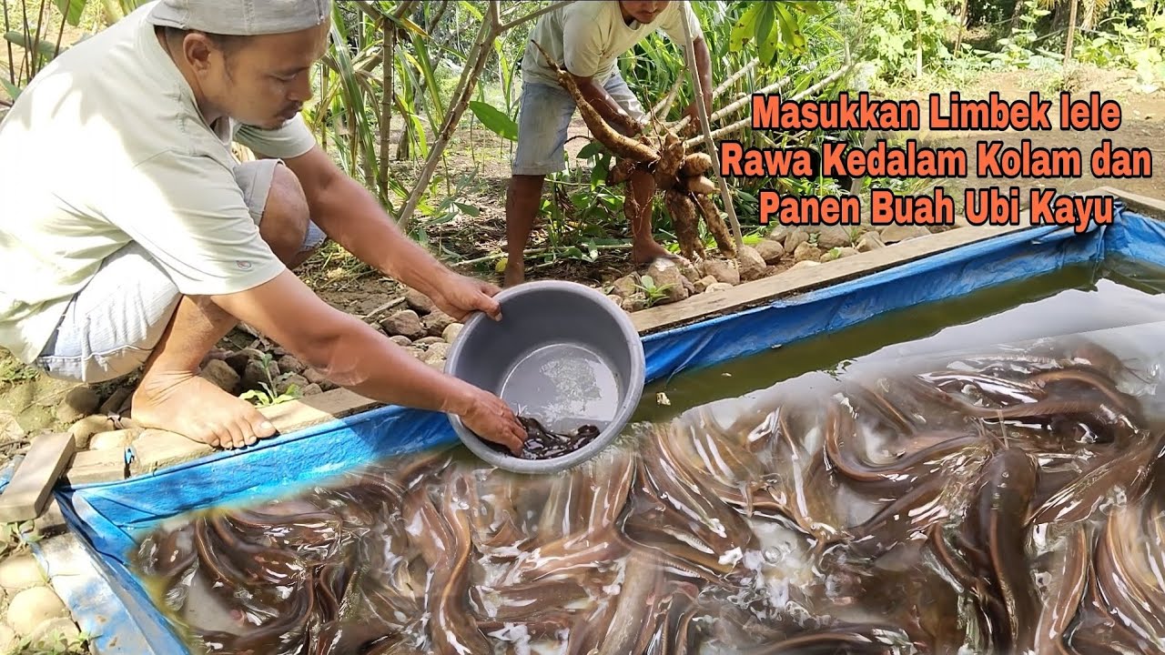 MASUKKAN LIMBEK LELE RAWA KEDALAM KOLAM..!! DAN PANEN BUAH UBI KAYU ...