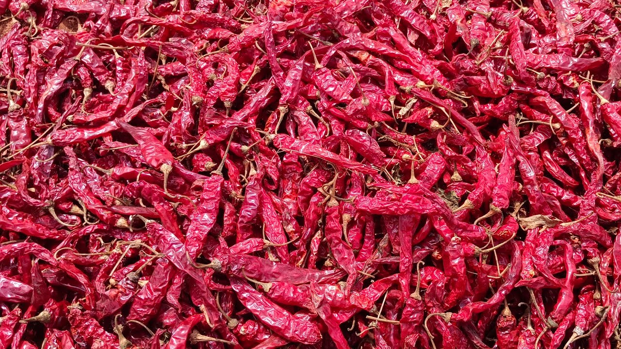 Max seeds ultra Deluxe 8688458599 - YouTube