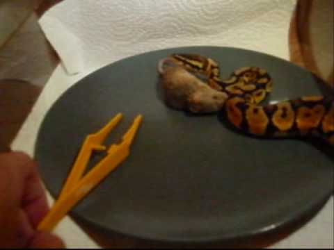Snake Bite Ball Python strikes at my hand, TAGG Im it! Slow Motion ...