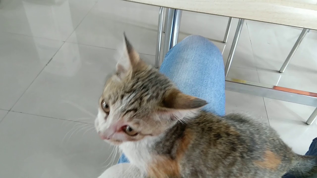 Kitten Attack! - YouTube