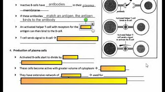 IB Biology (New Syllabus) Topic 11 - Animal physiology - YouTube