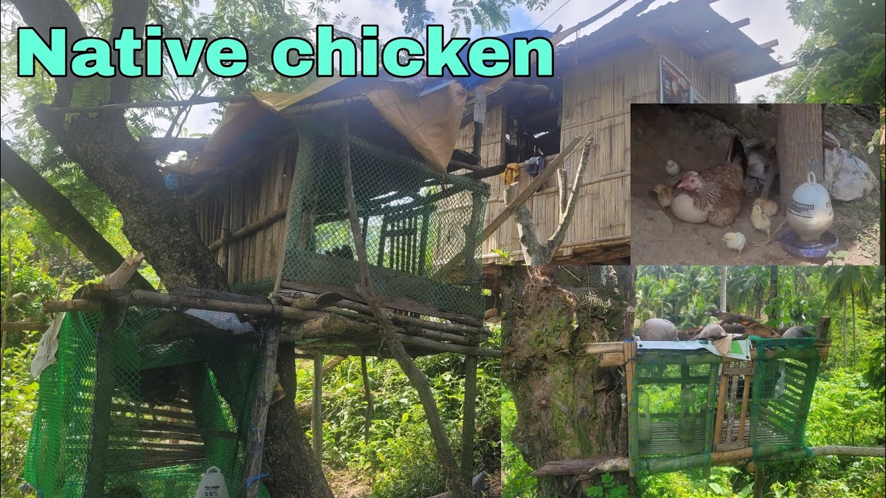 ang aking small manokan sa probinsya, Native chicken. simpleng pagawa ...