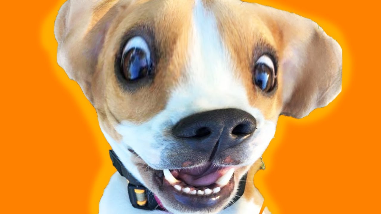 PERROS Y CACHORROS GRACIOSOS #20 - YouTube