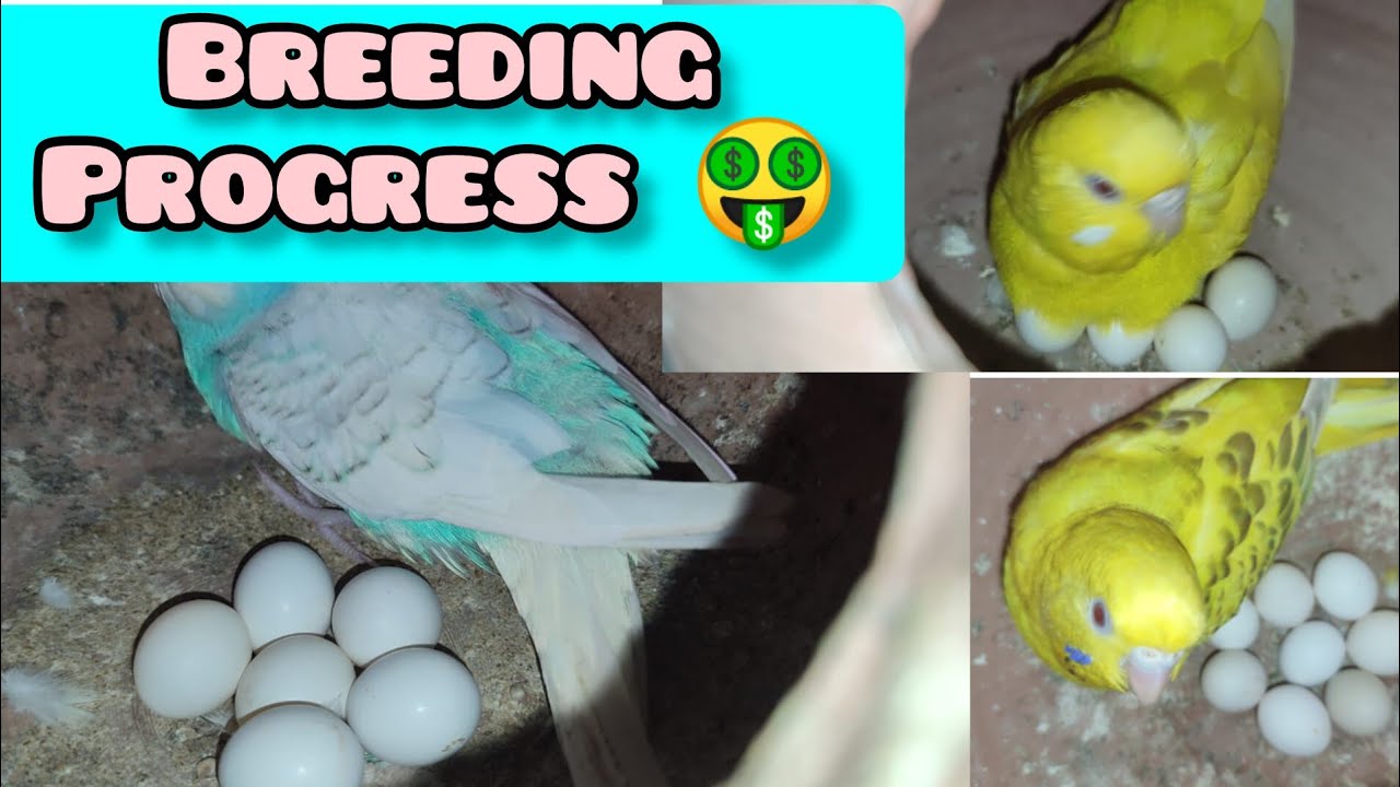 Buggies parrot breeding Tips 🦜💯 || Full Information about Buggies ...