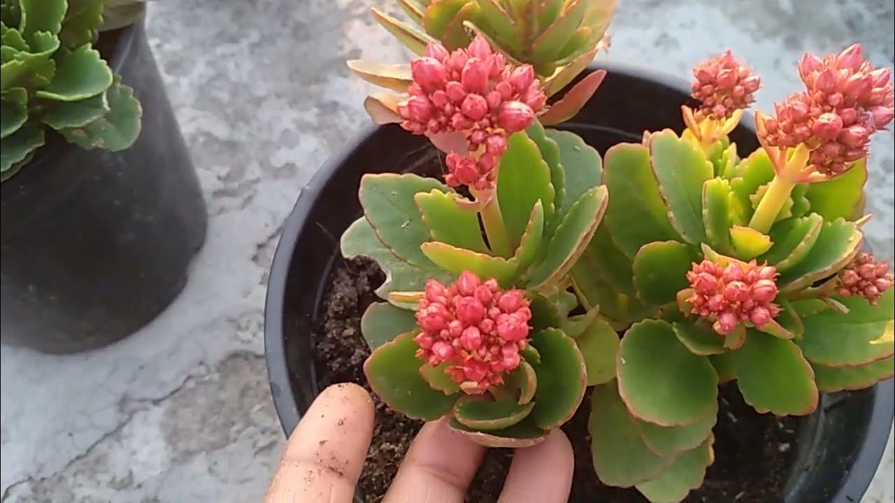 How to care Kalanchoe plant and information ||Kalanchoe plant ki care kasie Kare - YouTube