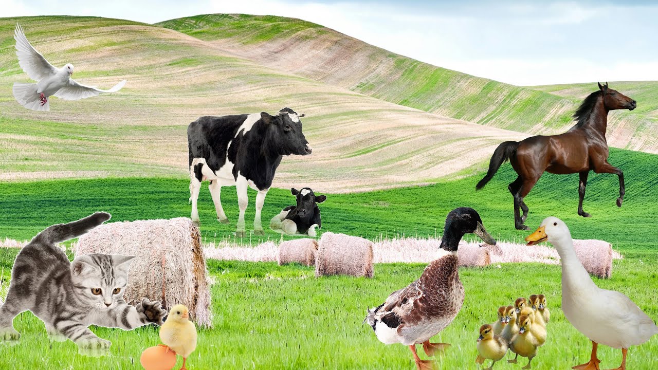 Meet the Ducky Gang | Life on My Farm with Ducks 🦢 | Animal duck Farm ...