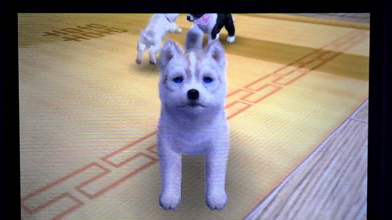 Nintendogs+cats ma vie avec mon husky 1# - YouTube
