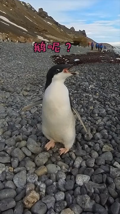 Watching penguins running is the most important thing in Antarctica ...