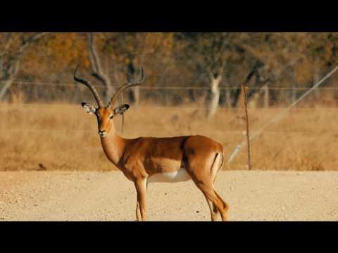 Huge Impala - African Wildlife