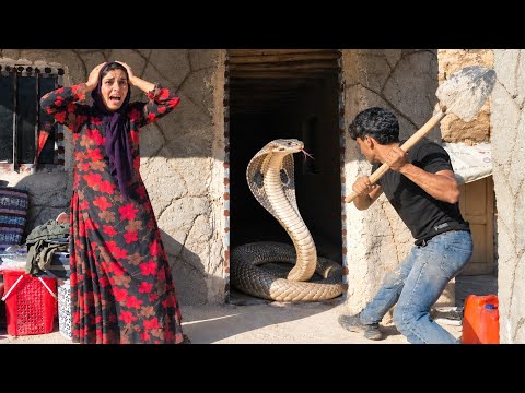 A cobra entered a homeless couple's home, and the man's reaction surprised everyone.