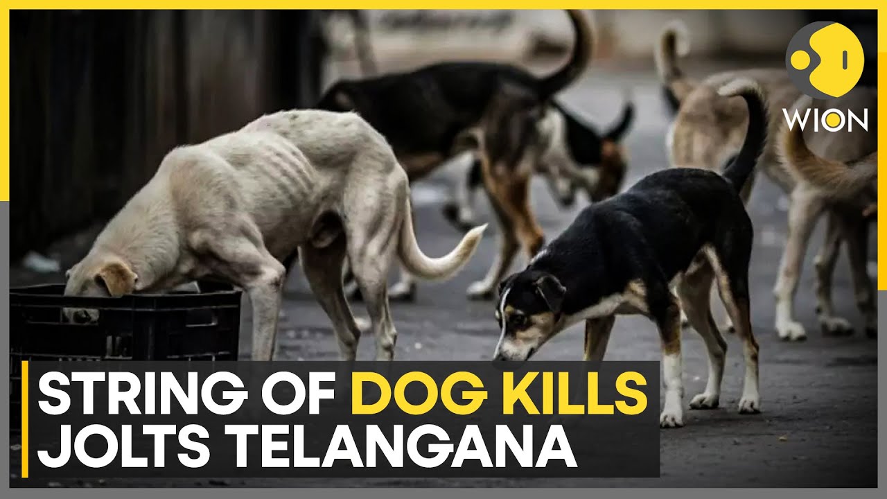 Telangana: 100 Canines Poisoned To Death; F.I.R Filed Against Killing ...