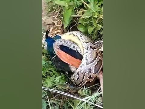 Python Swallowing Peacock - YouTube