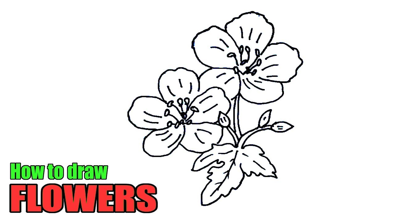 Michigans State Flower Drawing