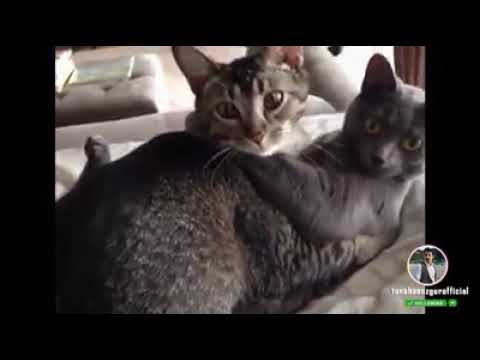 Kedi replikleri