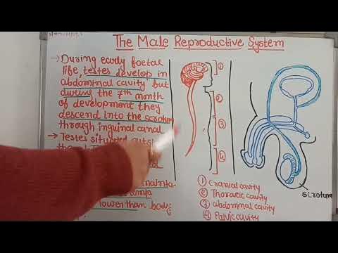 lecture 1 | The Male Reproductive System class 12 biology | Human ...