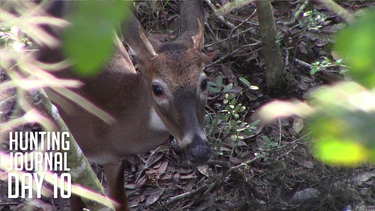 The Hunt for the Marsh Grass Buck - YouTube