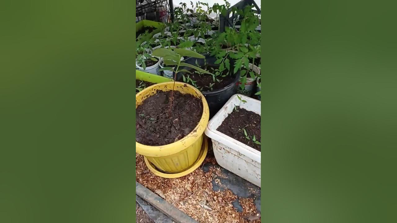 Събиране и съхраняване на семена от хубави български сортове домати и чушки и не само Youtube