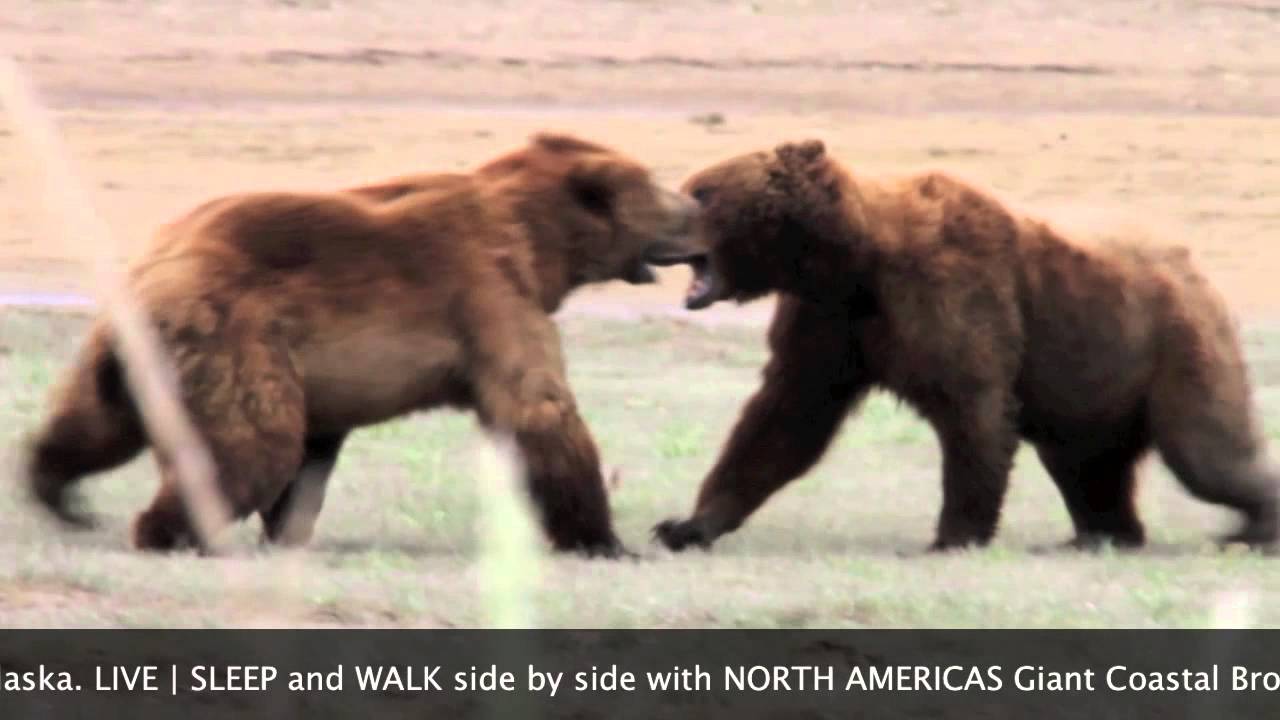 Bears Fighting - YouTube